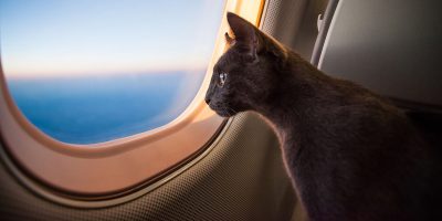 Voyager en avion avec un chat : quelles sont les règles